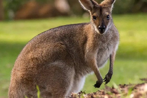 Berita Persebaran Fauna Australis Terbaru Dan Terkini Hari Ini