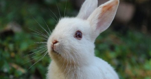 Kelinci Termasuk Hewan yang Menggemaskan, Ini Karakteristiknya ...
