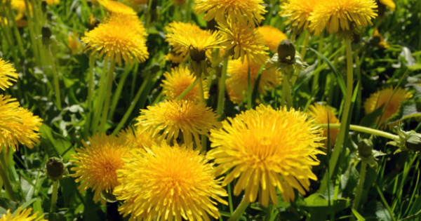 3 Arti Bunga Dandelion, Manfaat, serta Keunikannya