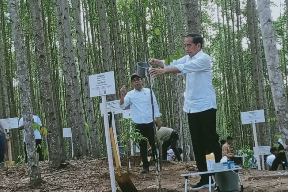 Jokowi Tanam Meranti hingga Groundbreaking Nusantara Block di IKN ...